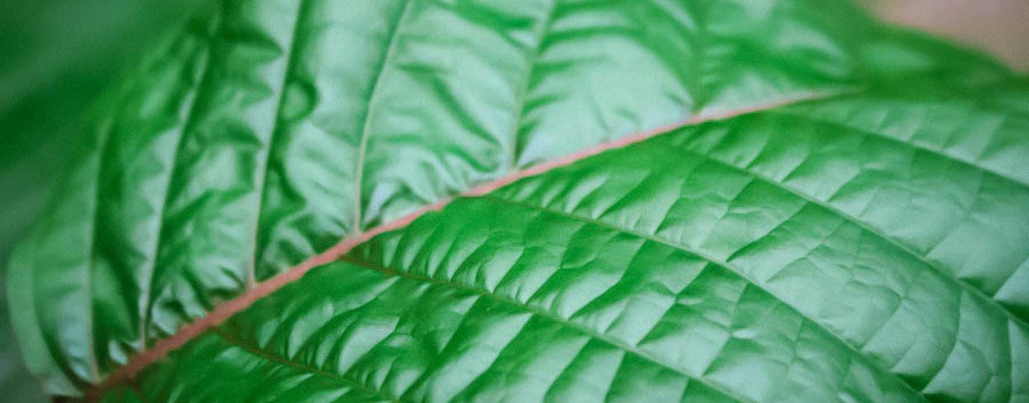 Kratom Alkaloids & What They Do | Kratom Freak