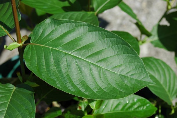 The History and Use of Kratom | Kratom Freak