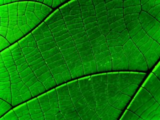 The History and Use of Kratom | Kratom Freak