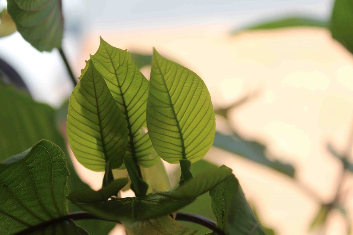 Why Kratom Is More Than Just A "Legal High" | Kratom Freak